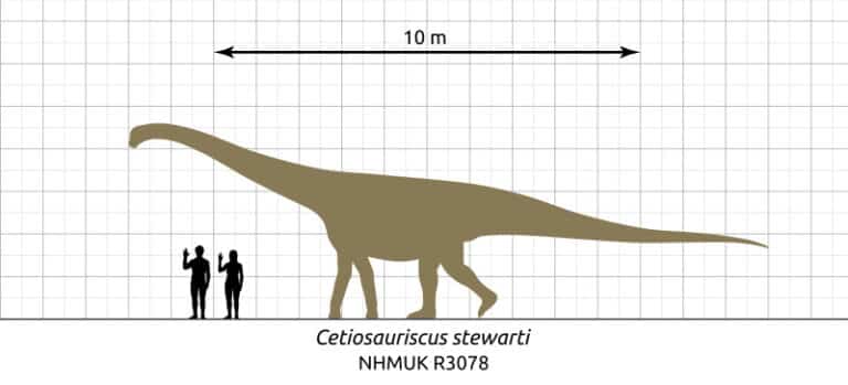Cetiosauriscus | A Sauropod from the Middle Jurassic of England