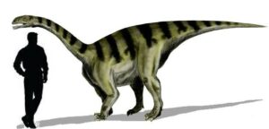 Coloradisaurus | Late Triassic Herbivore from Argentina