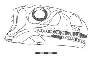 Coloradisaurus | Late Triassic Herbivore from Argentina