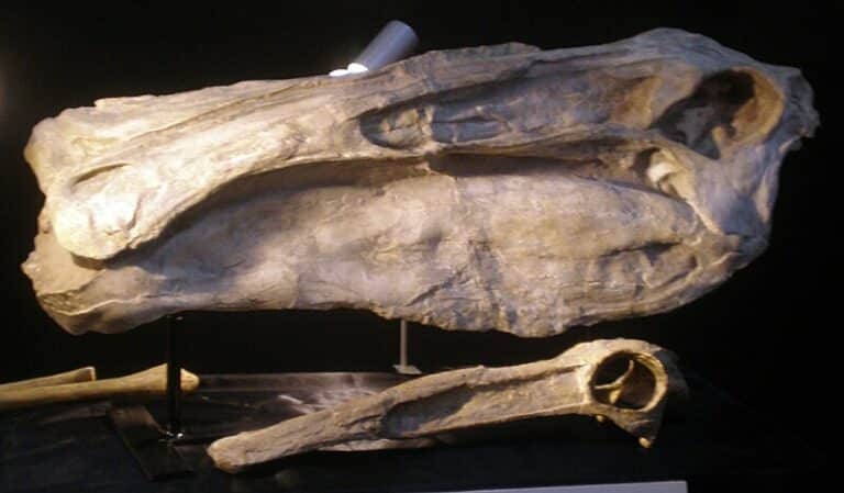 Deinocheirus: The Enigmatic Giant of the Late Cretaceous