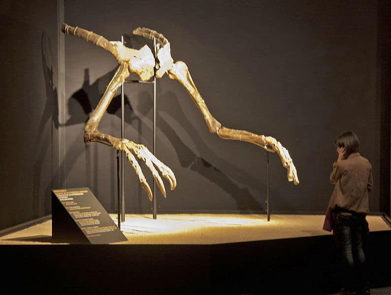 Deinocheirus: The Enigmatic Giant of the Late Cretaceous