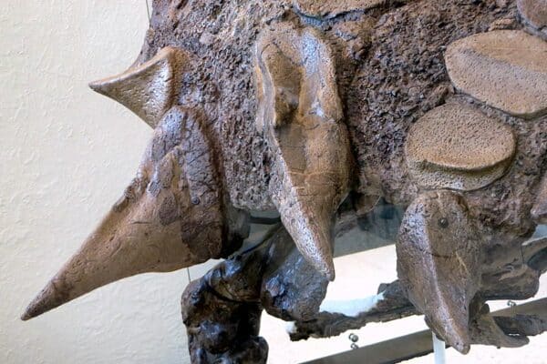 Edmontonia | The Armored Herbivore of the Late Cretaceous