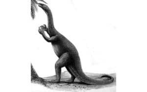 Coloradisaurus | Late Triassic Herbivore from Argentina