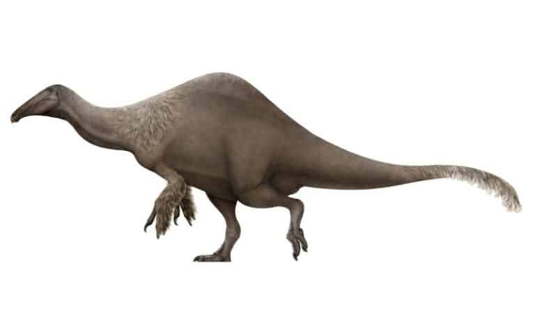 Deinocheirus: The Enigmatic Giant of the Late Cretaceous