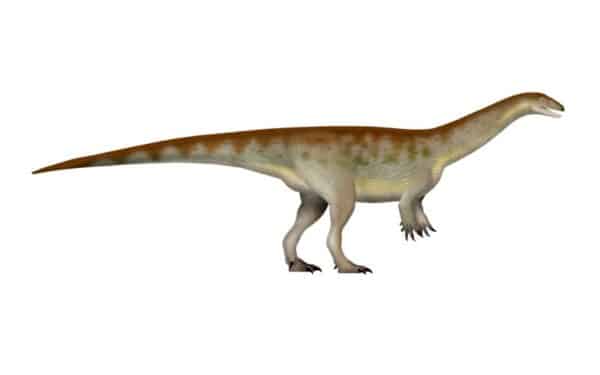 Musankwa | Discover the “Boy Close to Marriage” Dinosaur