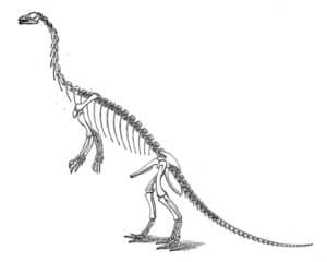 Anchisaurus: “Near-Lizard” of the Early Jurassic