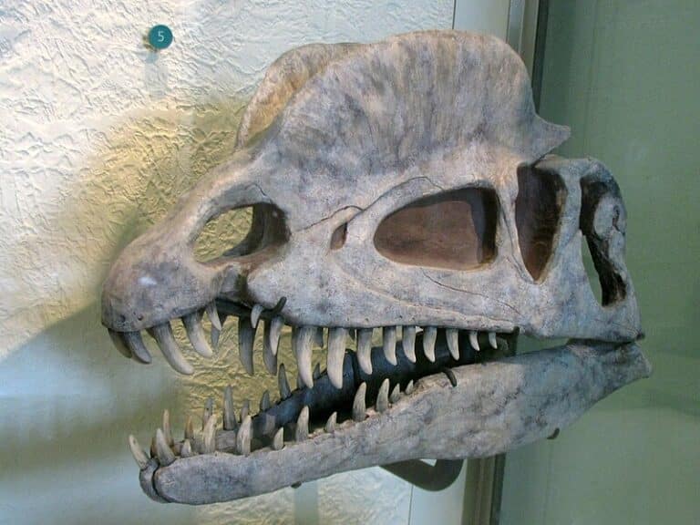 Dilophosaurus | Double-Crested Predator of the Early Jurassic