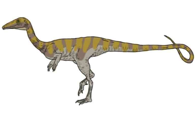 Camposaurus |Theropod Hunter from Late Triassic Arizona