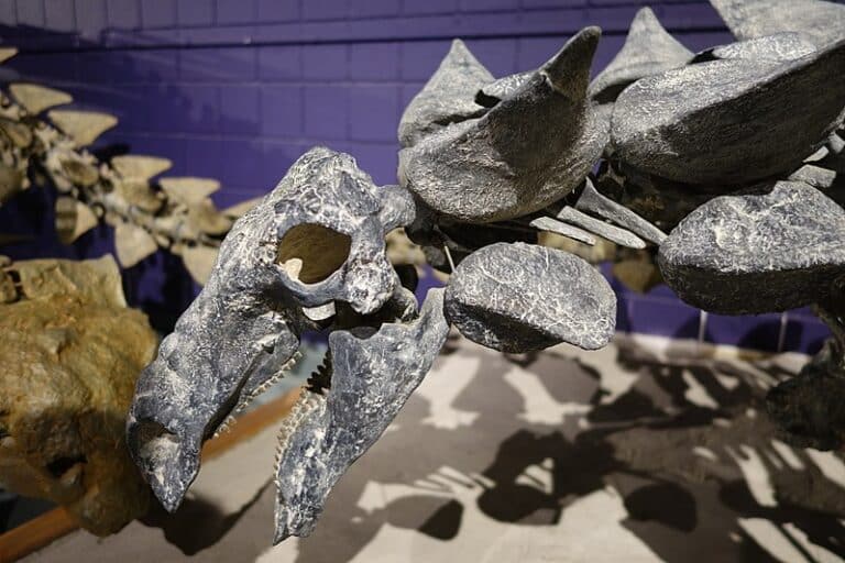 Animantarx |The Armored Herbivore of the Early Cretaceous