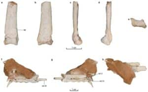 Natovenator, the Swimming Hunter from the Late Cretaceous