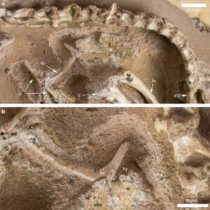Halszkaraptor | Unique Dinosaur of Late Cretaceous Mongolia