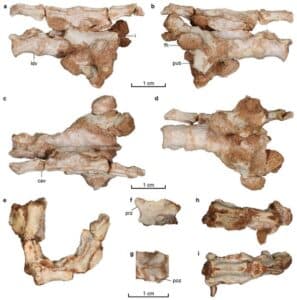 Natovenator, the Swimming Hunter from the Late Cretaceous