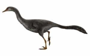 Halszkaraptor | Unique Dinosaur of Late Cretaceous Mongolia