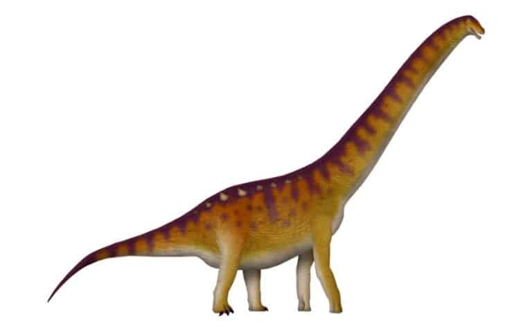 Qunkasaura | Discover the Late Cretaceous Sauropod