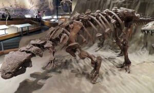 Scolosaurus: Pointed Stake Lizard of the Late Cretaceous