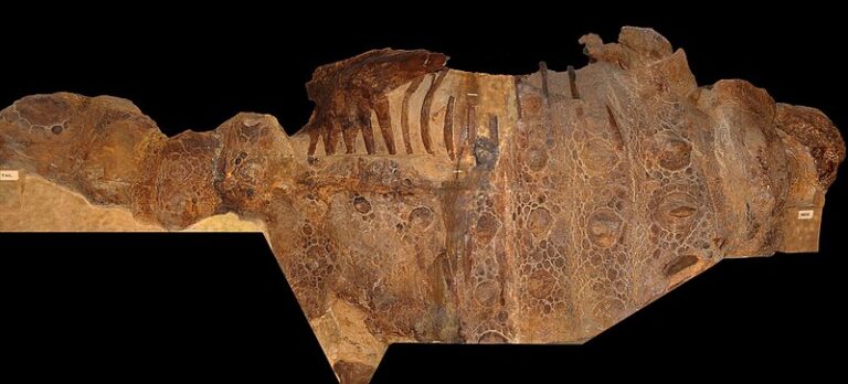 Scolosaurus: Pointed Stake Lizard of the Late Cretaceous