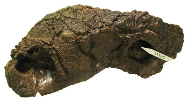 Scolosaurus: Pointed Stake Lizard of the Late Cretaceous
