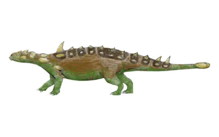 Scolosaurus: Pointed Stake Lizard of the Late Cretaceous