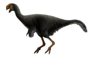 Conchoraptor: The Shell Plunderer of Late Cretaceous Mongolia