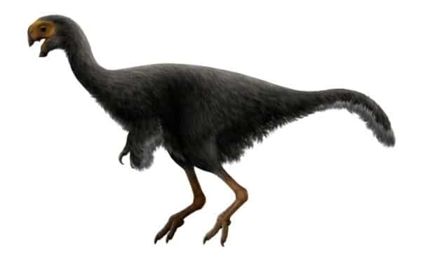 Conchoraptor: The Shell Plunderer of Late Cretaceous Mongolia