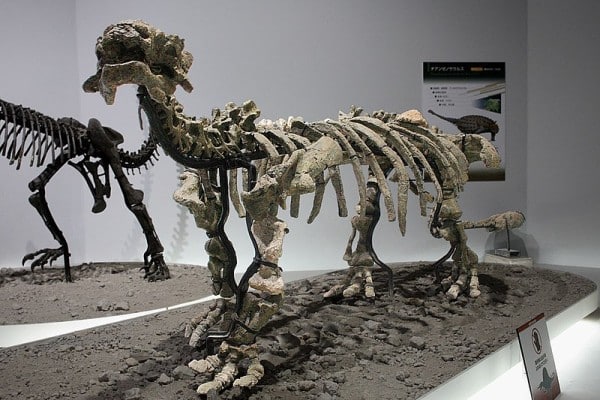 Tianzhenosaurus | A Late Cretaceous Ankylosaur of China