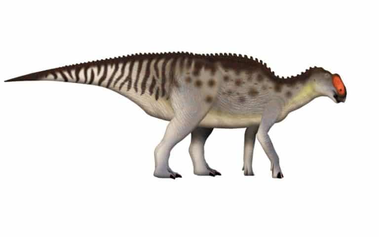 Gryposaurus | The Hook-Nosed Dinosaur from the Late Cretaceous
