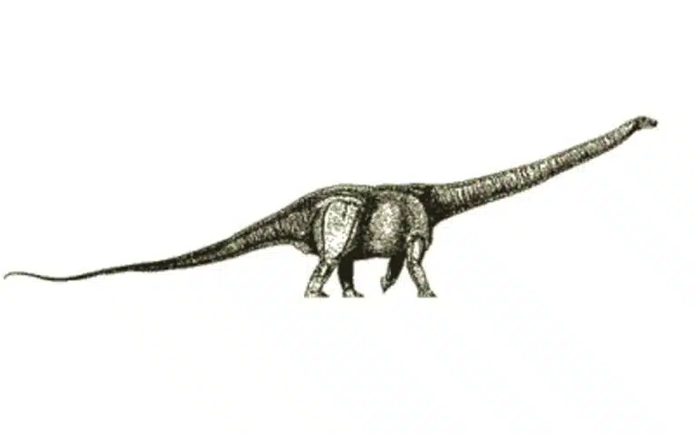 The Dinosaurs | An Encyclopedia of Dinosaurs