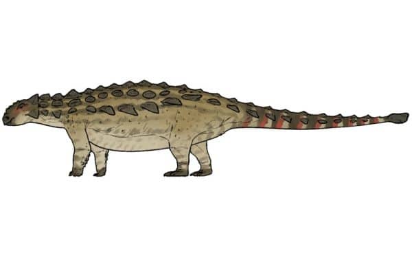 Tianzhenosaurus | A Late Cretaceous Ankylosaur of China
