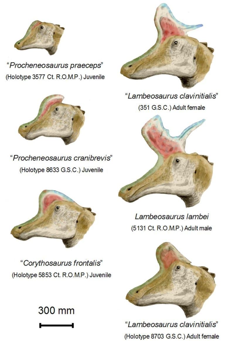 Gryposaurus | The Hook-Nosed Dinosaur from the Late Cretaceous